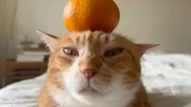 мемасики