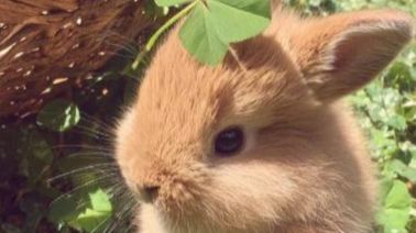 коллабы !!