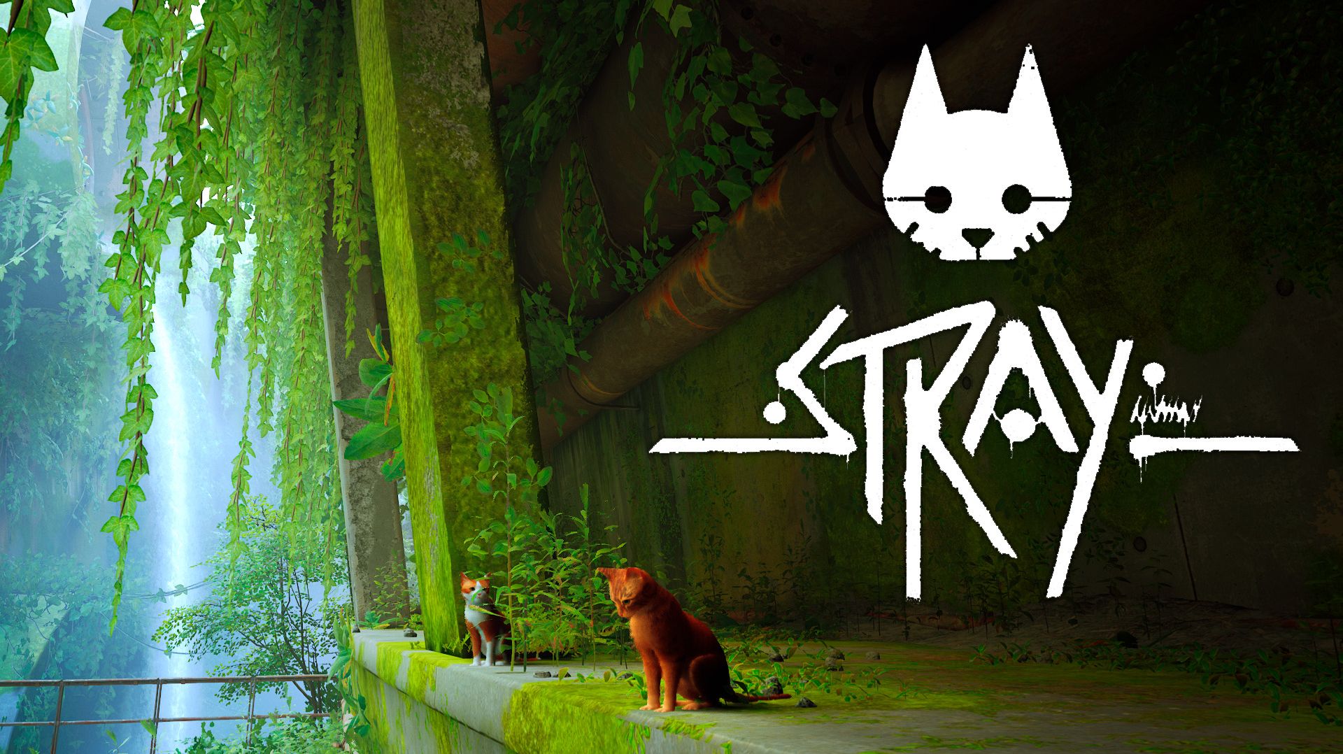 Stray 🐈