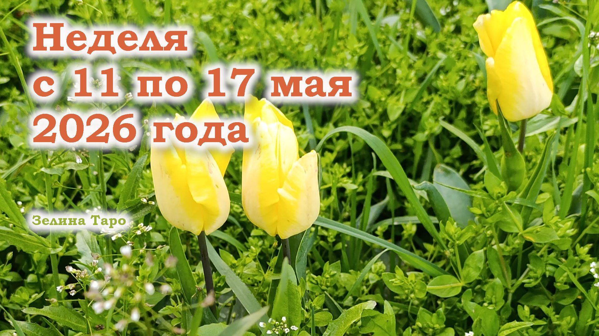 Неделя с 11 по 17 мая 2026 года