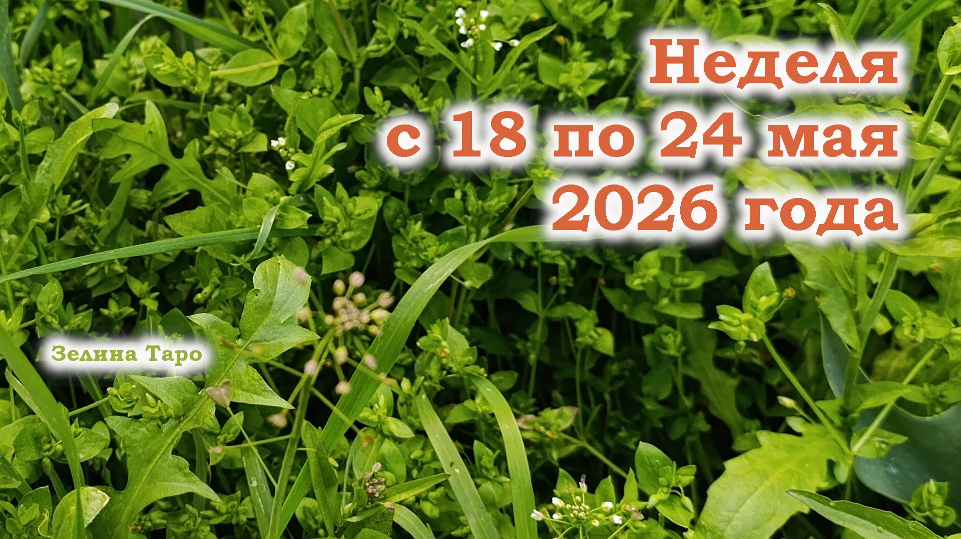 Неделя с 18 по 24 мая 2026 года