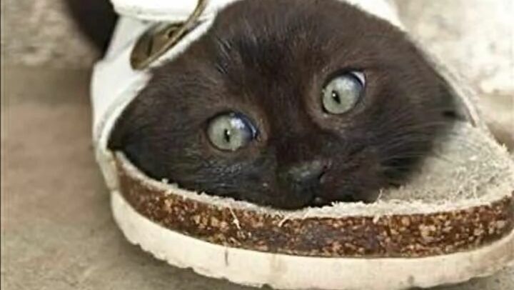 Приколы