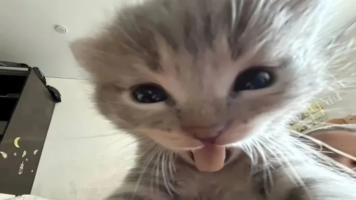 Котики