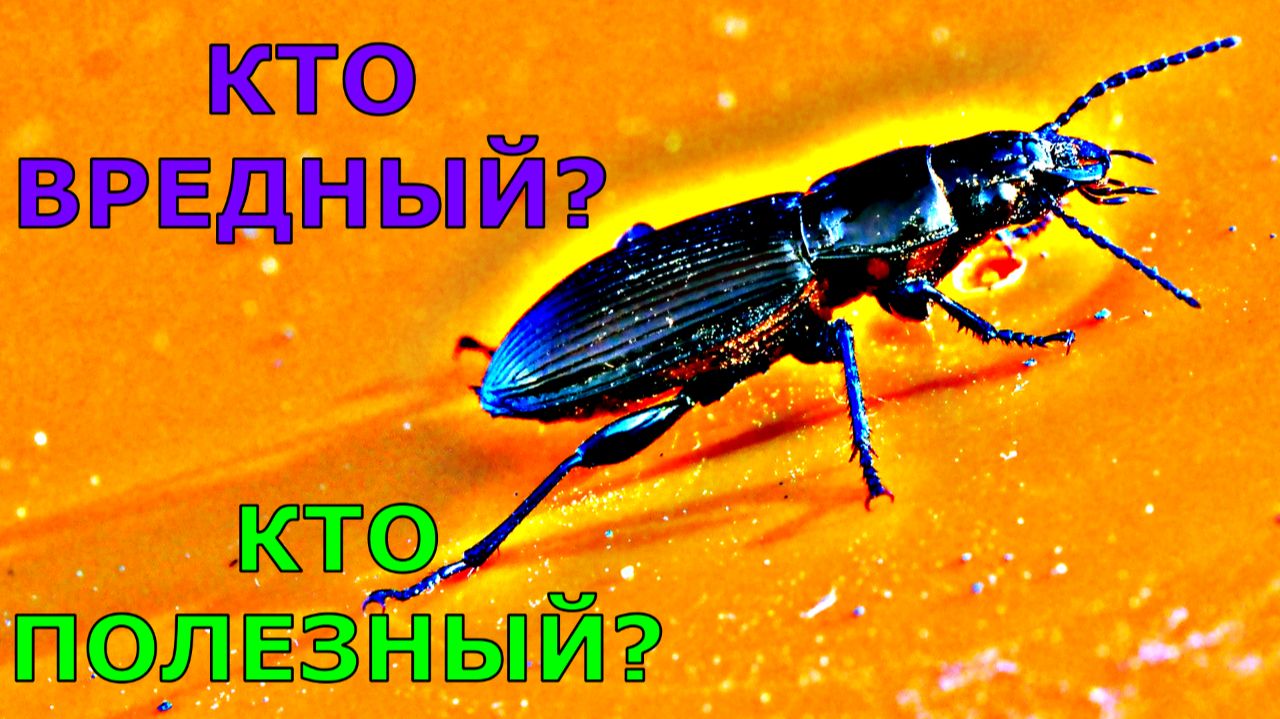 ВРЕДНЫЕ и ПОЛЕЗНЫЕ насекомые в саду и огороде