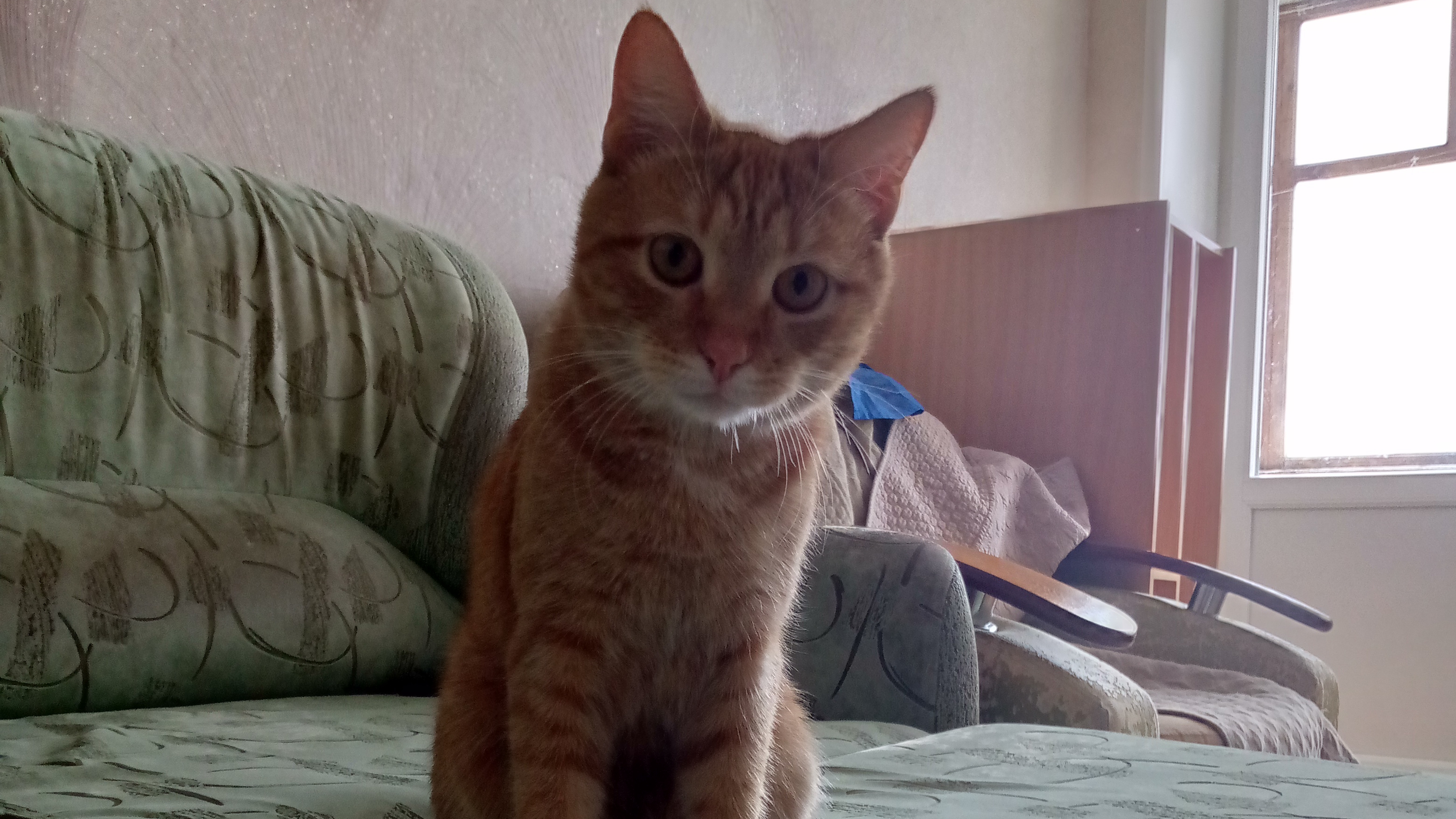 если бы котики ходили в школу пародия на kotinet