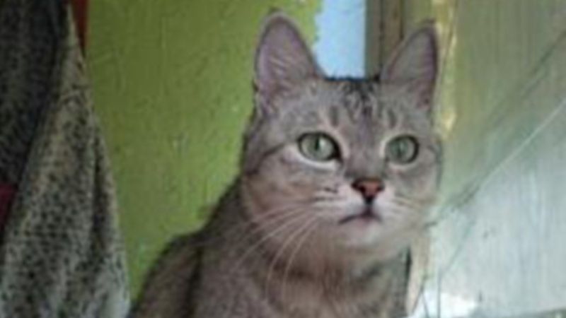 Юлия Барсиковна