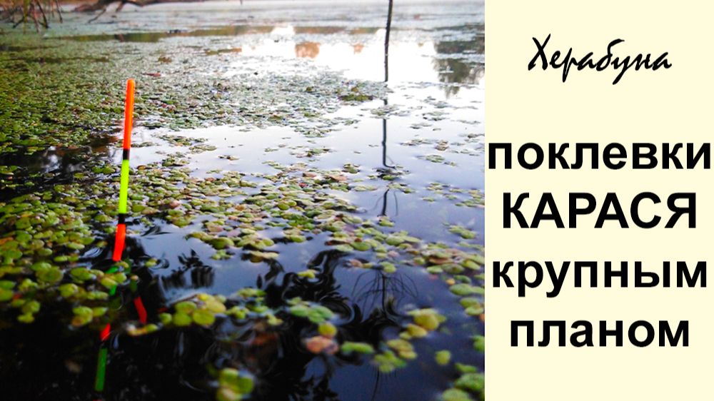 Поклевки карася крупным планом