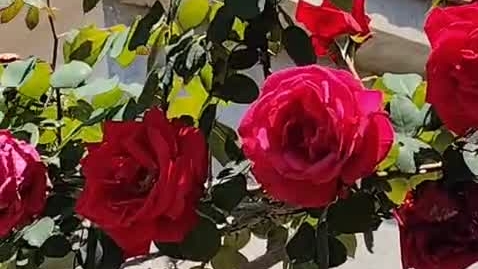 цитаты, поэзия