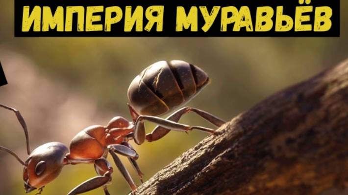 Empire of the Ants / Империя Муравьев