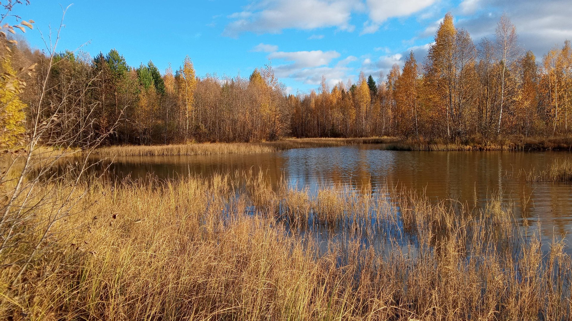 Летняя рыбалка на прудах о озёрах.