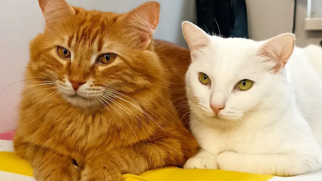 Коты кошки и котята