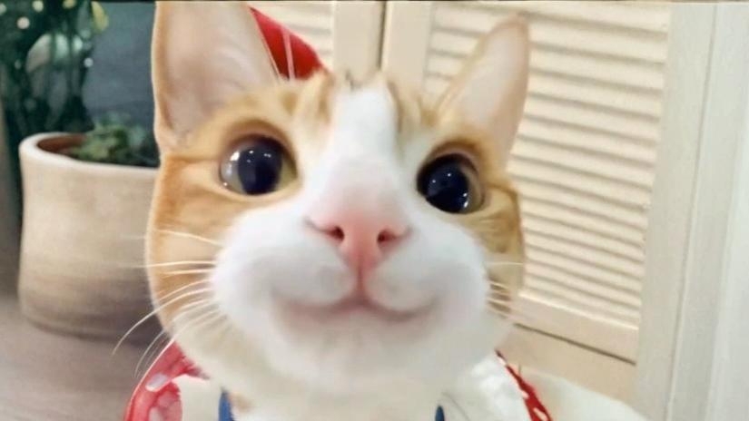 Милые котята