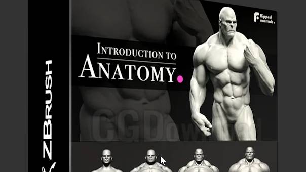 Introduction to Anatomy fo Zbrush (Уроки Анатомии и создания 3D модели человека в  Zbrush )