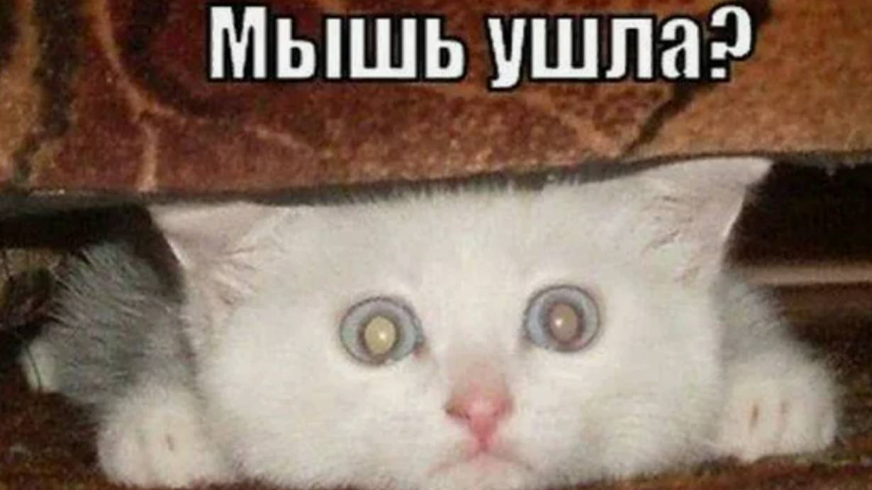 смешные котики