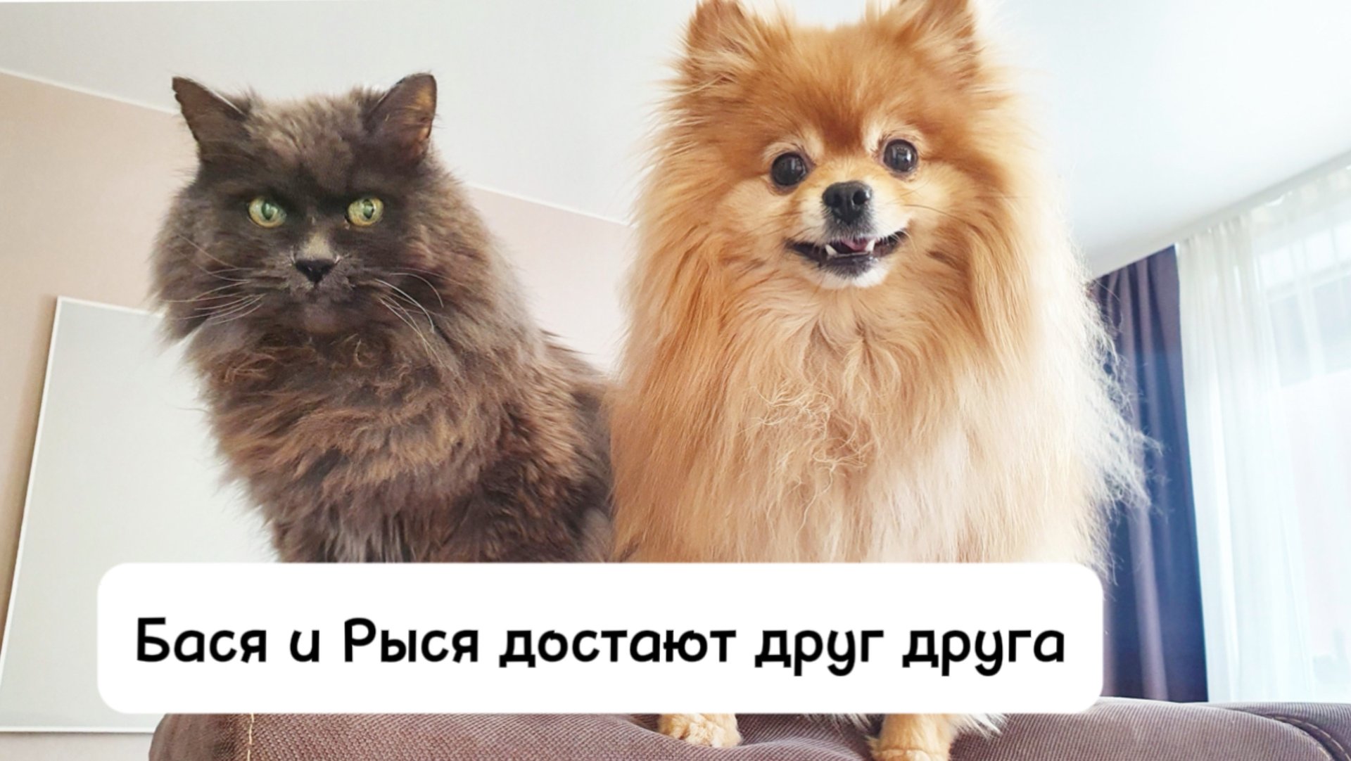 Бася и Рыся достают друг друга