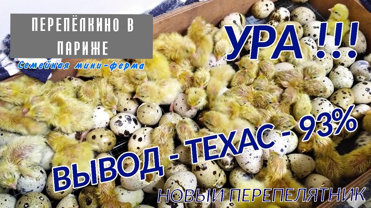 ИНКУБАЦИЯ ПЕРЕПЕЛОВ