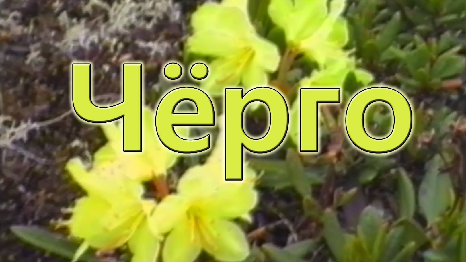 ЧЁРГО (ЧЬОРГО, ЧЁРГЁ) — 1995