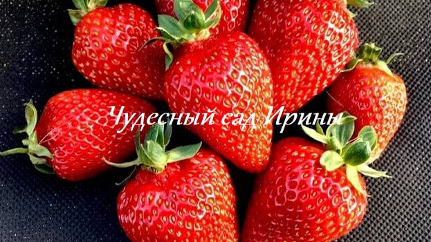 Сад, огород