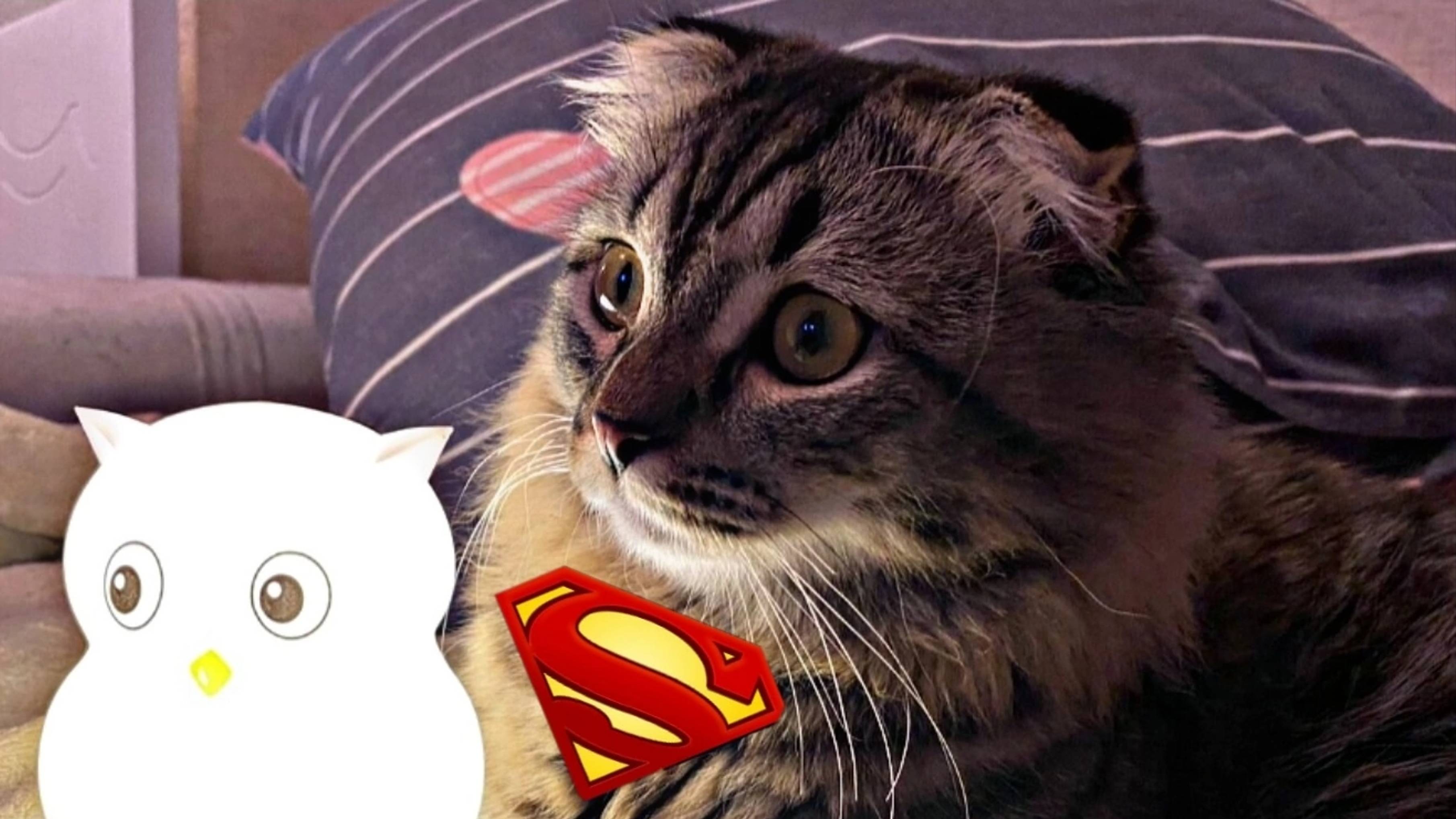 Котик Марсик
