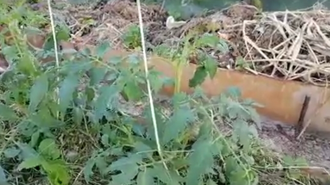 Растения в теплице