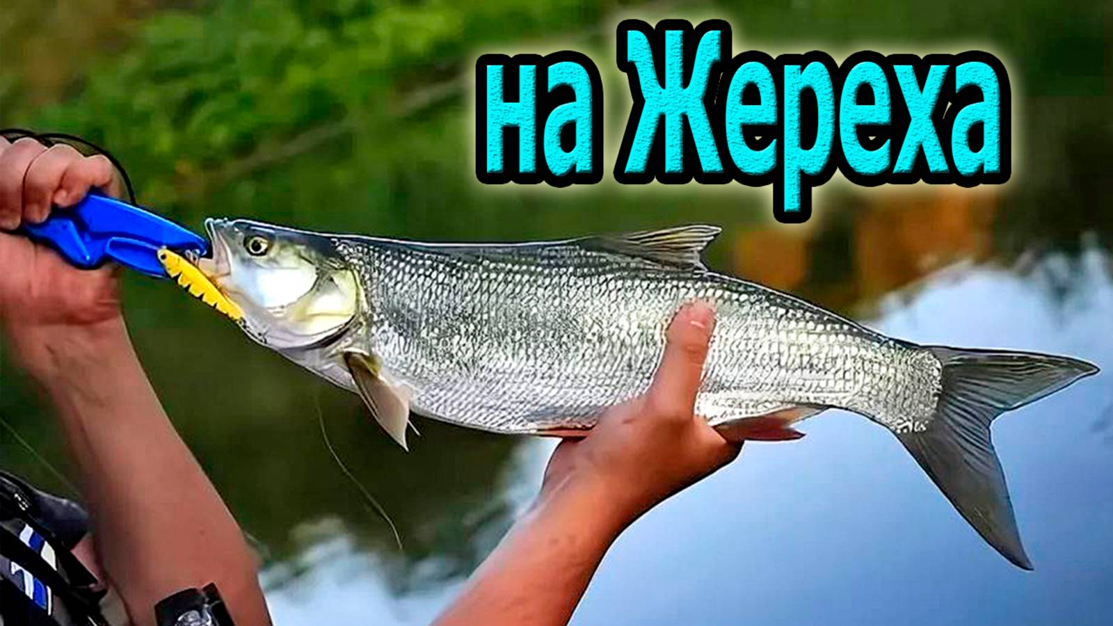 воблеры на Жереха - приманки с Алиэкспресс