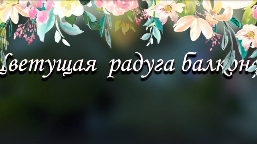 Всё о пеларгонии.