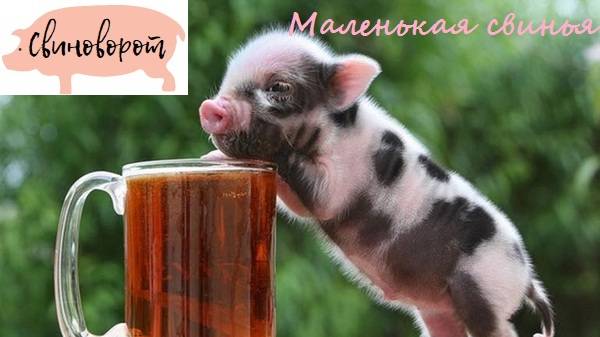 Маленькая свинья (Little Pig) 2021