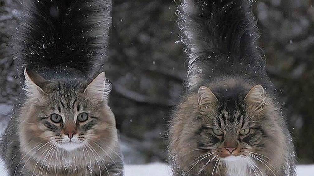 Коты _ жизнь!