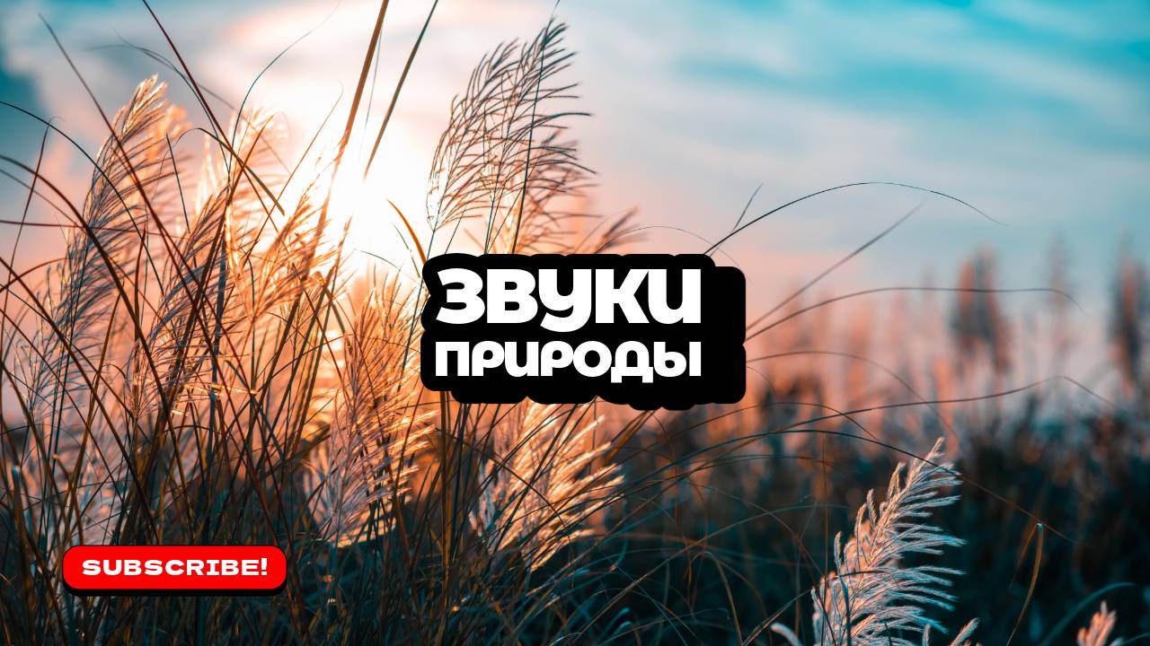 Звуки природы 🌿