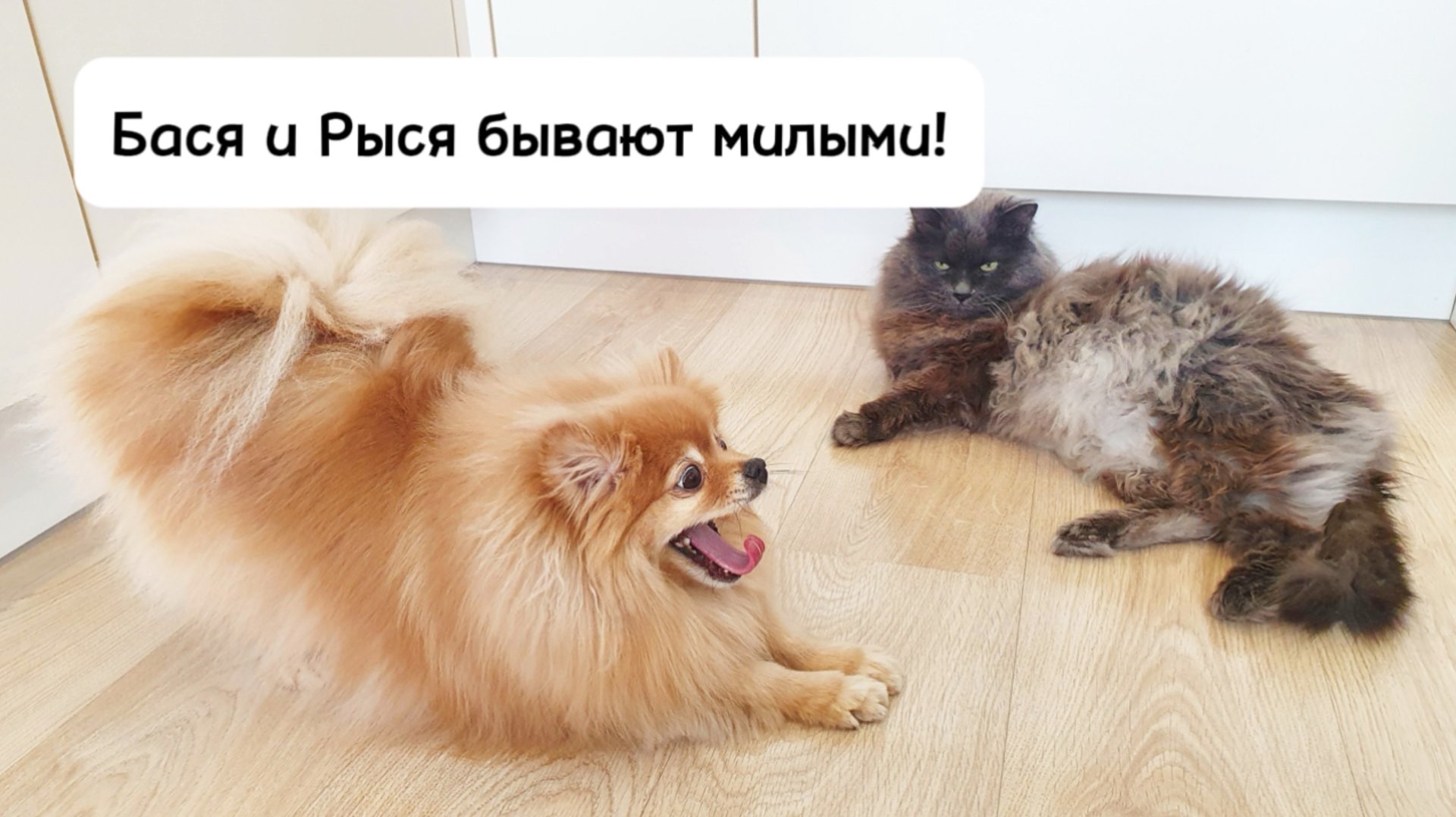Бася и Рыся бывают милыми!