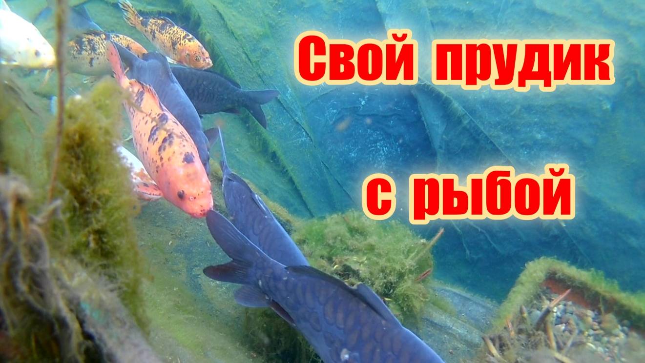Свой пруд на даче