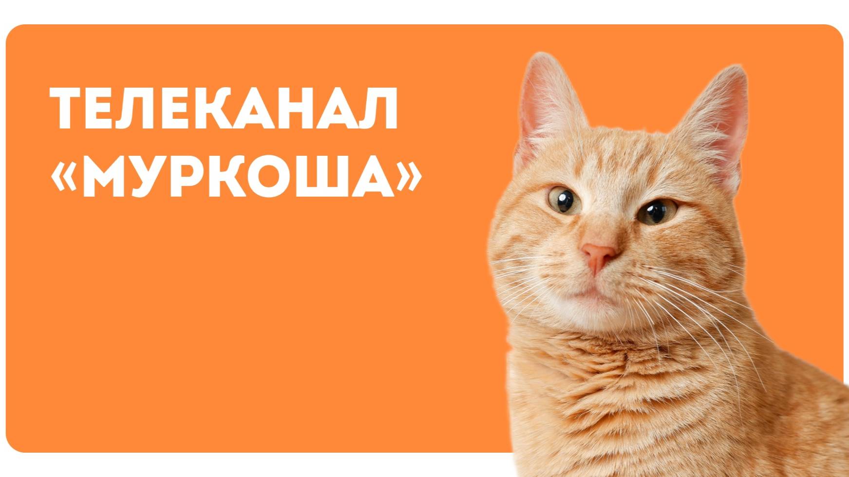 Телеканал ″Муркоша″