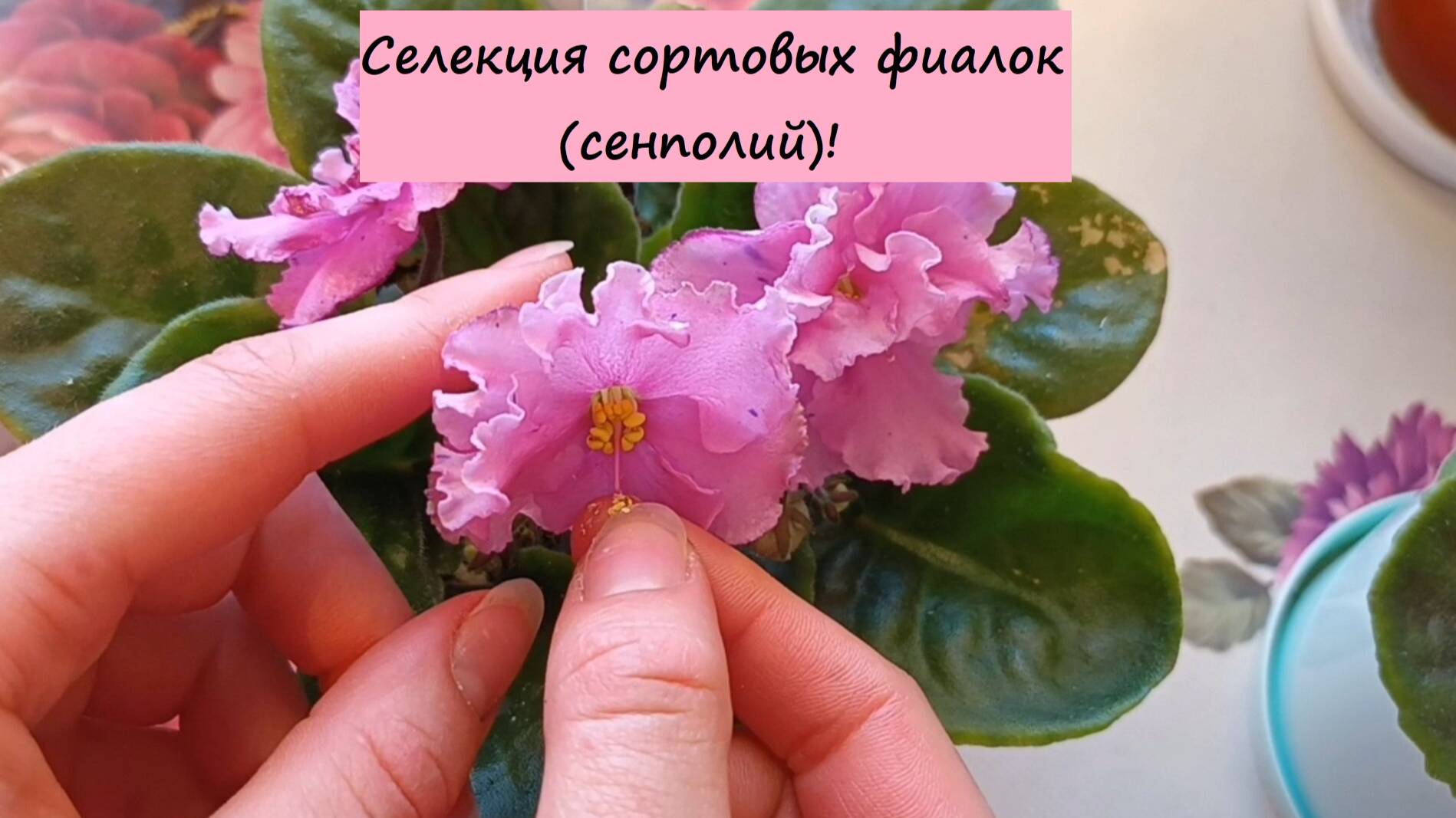 Селекция сортовых фиалок (сенполий)!