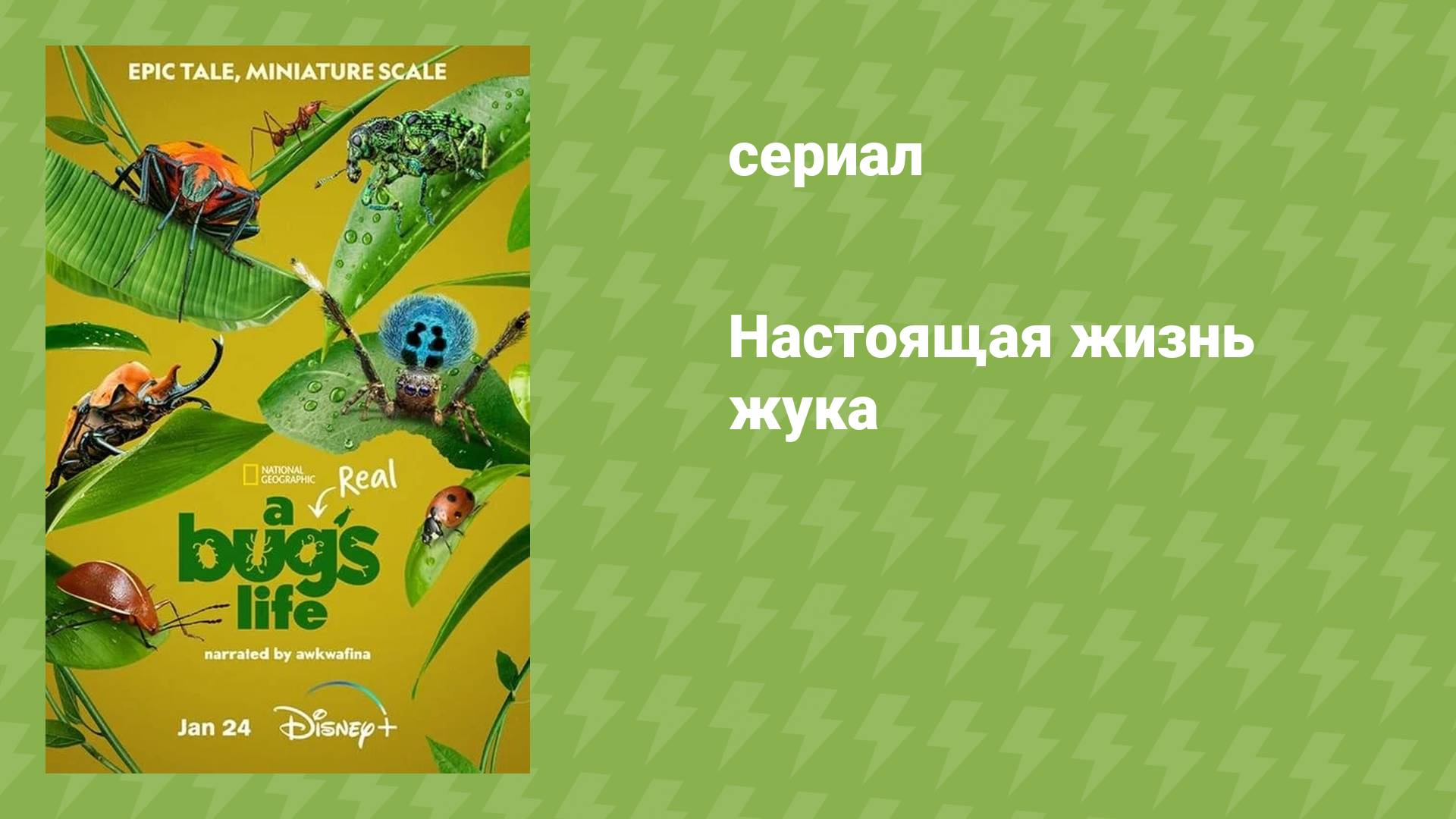 Настоящая жизнь жука (документальный сериал, 2024)