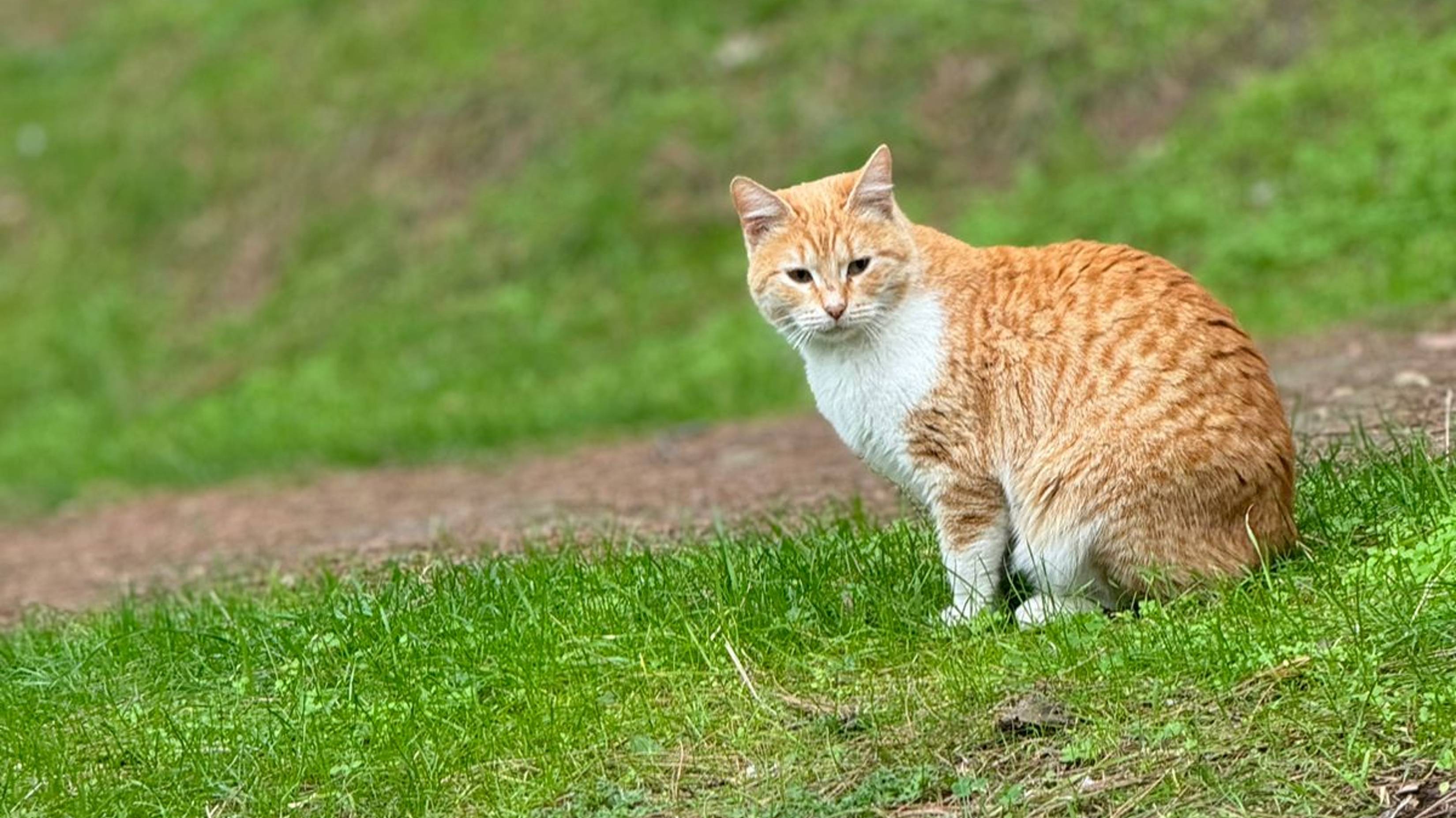 Домашние питомцы🐕🐎🐄🐈