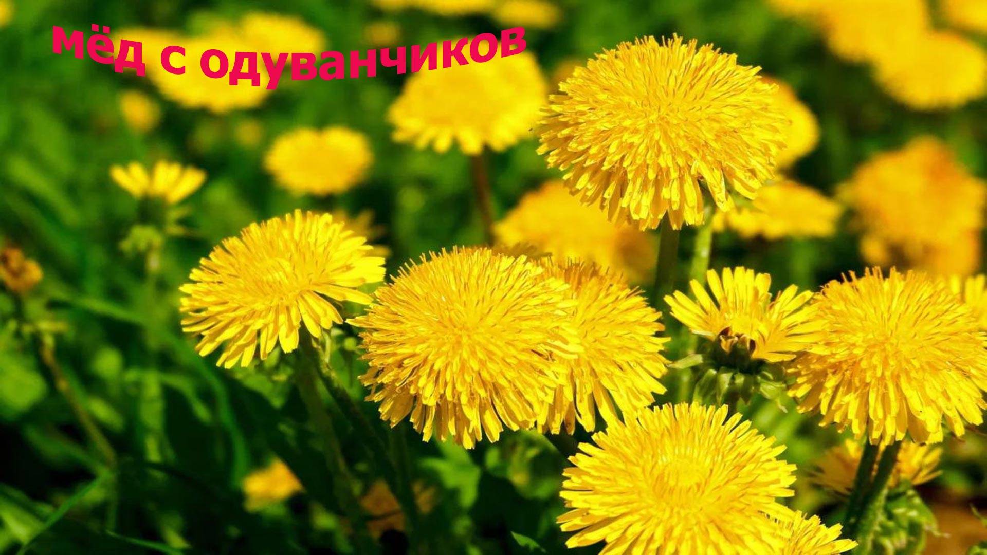 Кухня, рецепты с дикоросов.
