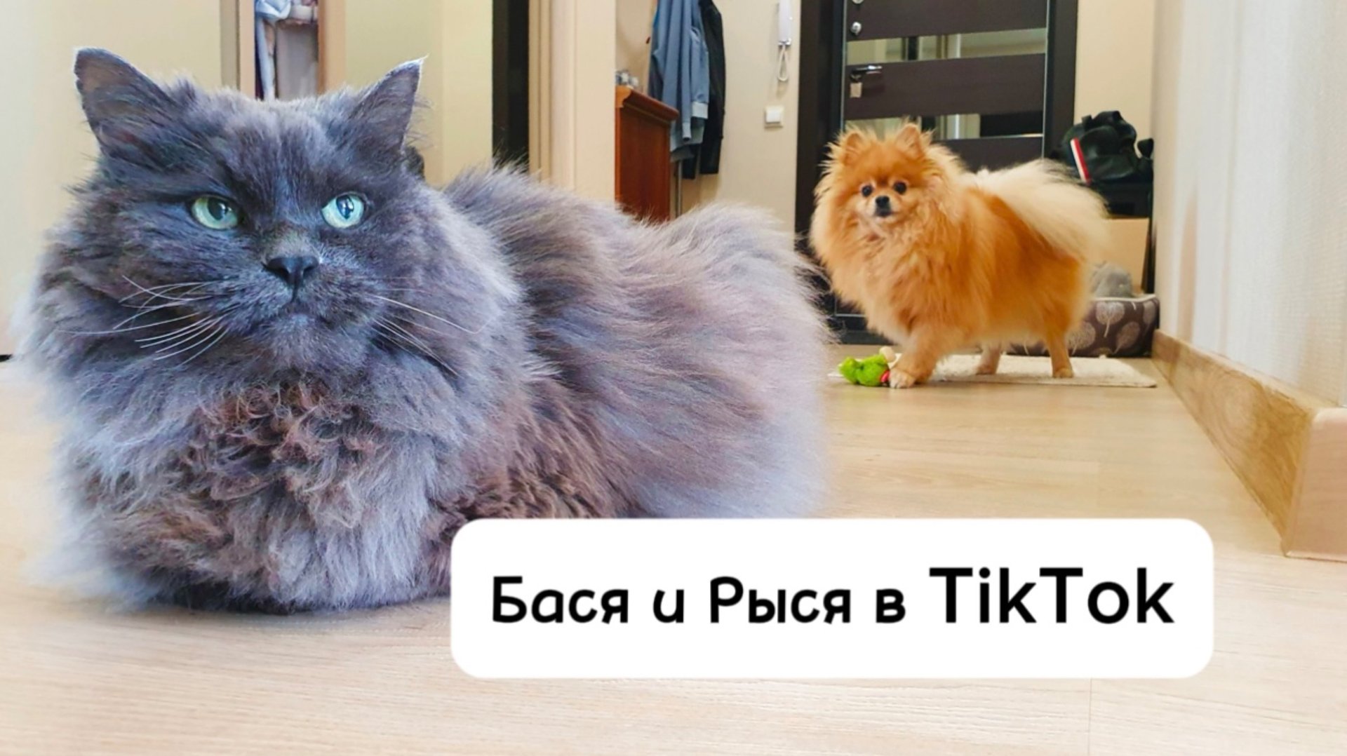 Бася и Рыся в TikTok