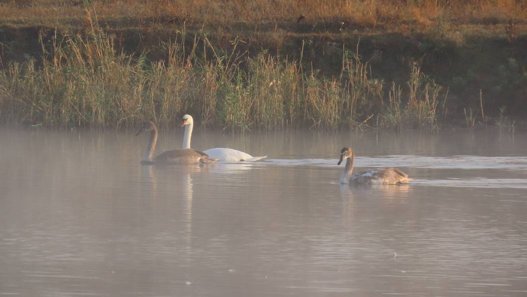 Птицы, связанные с водой