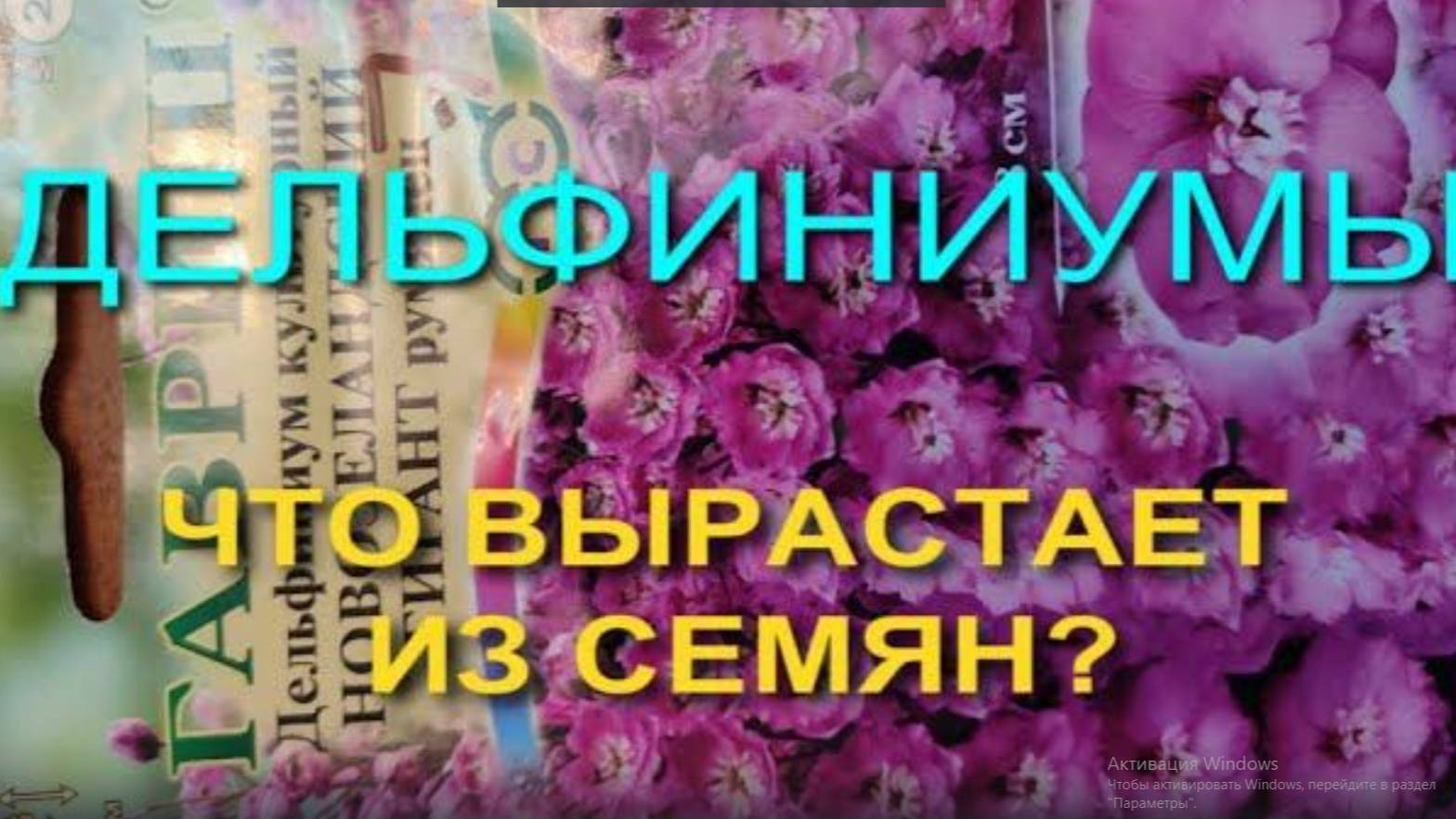 Дельфиниумы