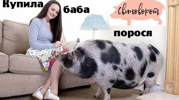 Купила баба порося (Broad Bought Herself A Pig) 2021
