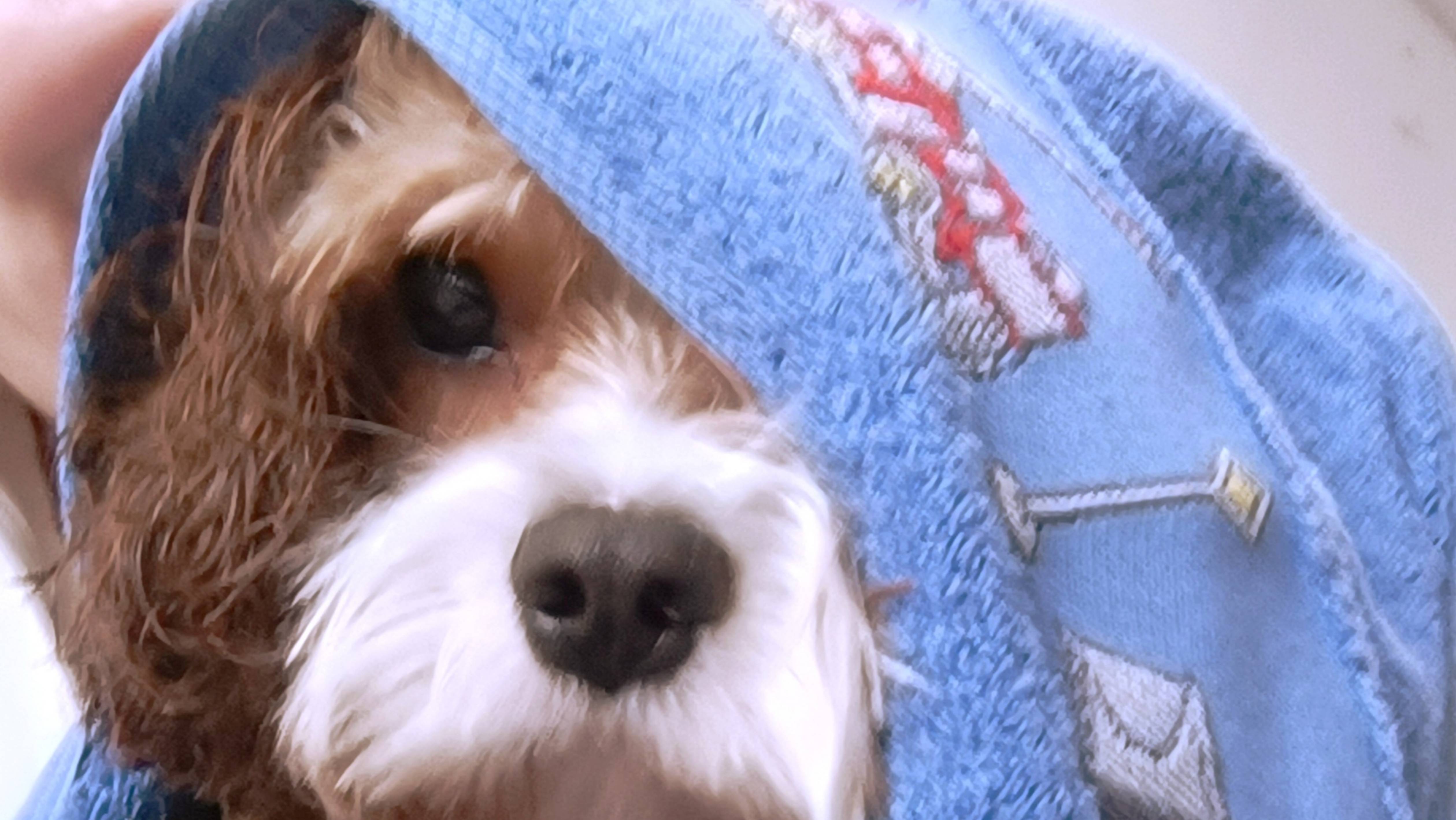 У Спарки есть свой плейлист 🐕🐶👉👀👍❣️