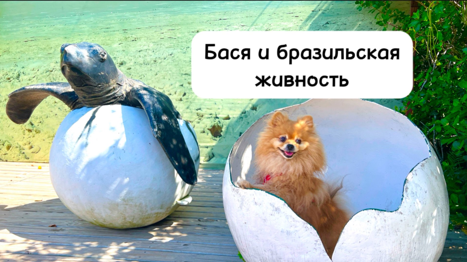 Бася и бразильская живность!