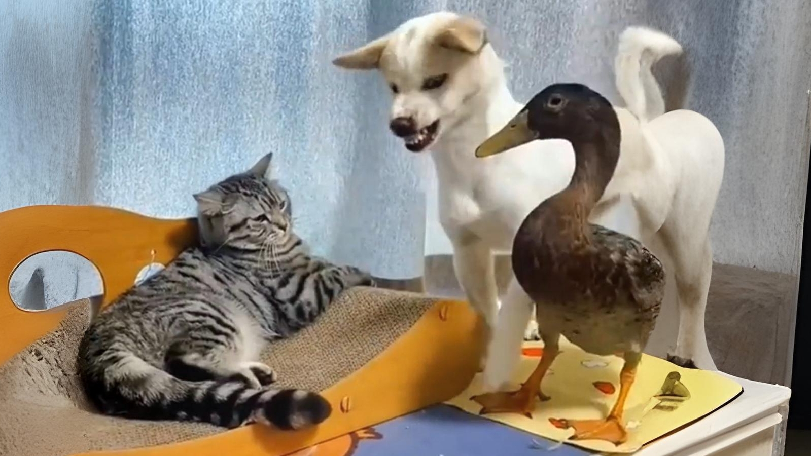 Кошки, собаки и другие питомцы