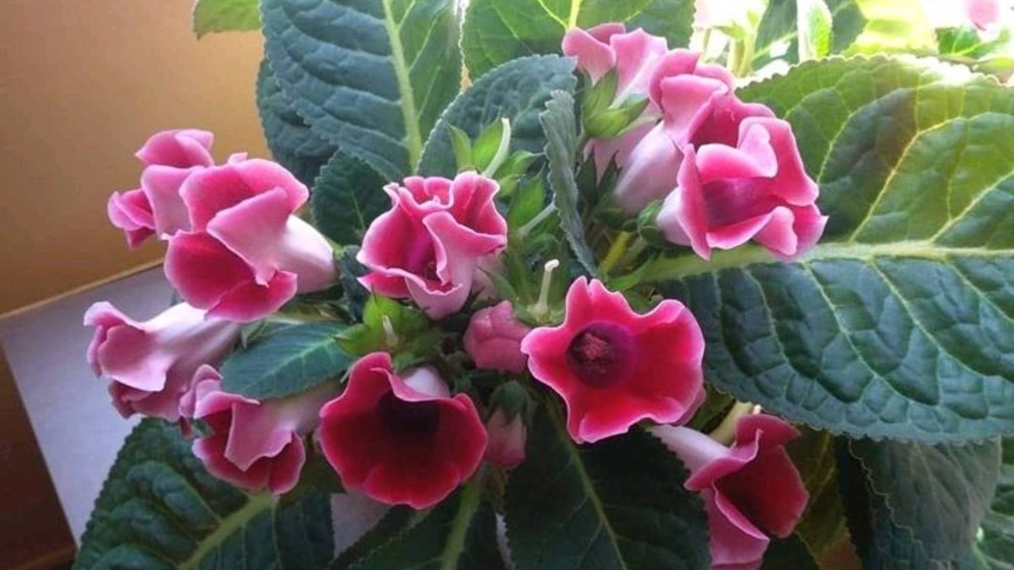 Цветы для вдохновения. 🌸🌹🪷