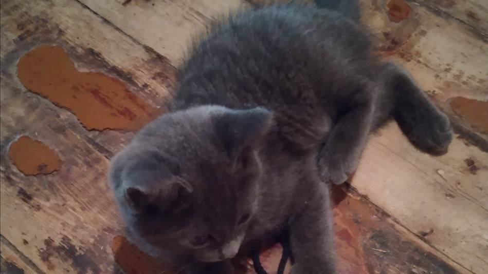 Кот Атос