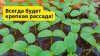 САД, ОГОРОД,СВОИМИ РУКАМИ_Рассада огурцов Два разных но отли