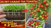 60 Соток в Сибири_25 лет сажаю томаты таким способом! Рассад