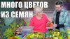 Дачный Угодник Виталий Декабрёв_Много цветов из семян, чудес
