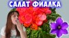 Феерия вкуса Рецепты|Темникова Евгения_Салат Фиалка с чернос