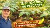 САД, ОГОРОД,СВОИМИ РУКАМИ_На рассаде томатов появился ШЕСТОЙ